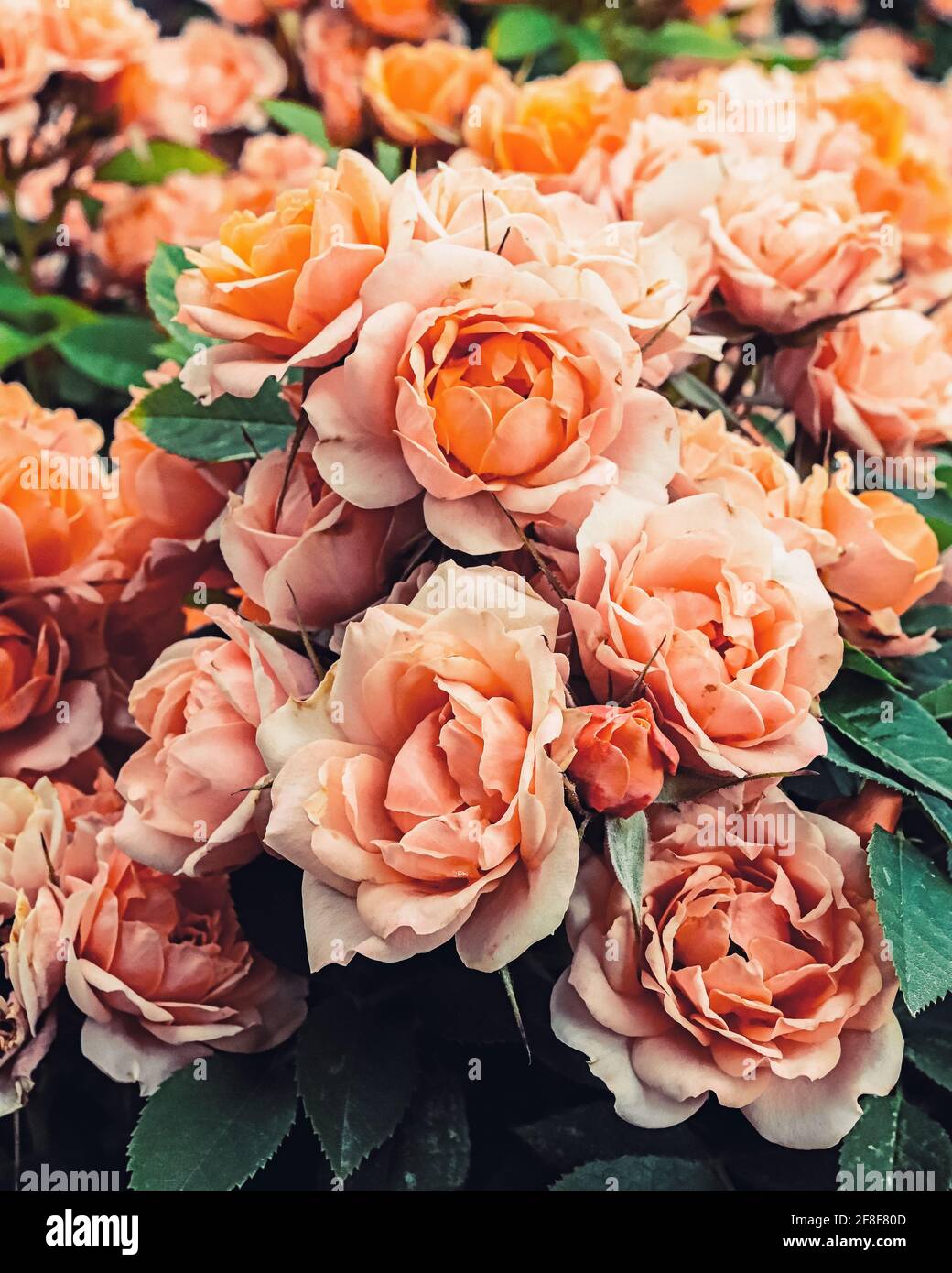 Pale pink rose hi-res stock photography and images - Alamy