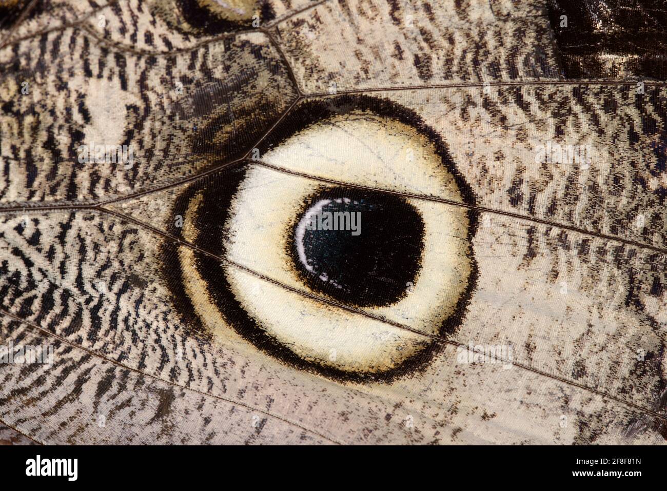 butterfly eye spot on wing in close up Stock Photo - Alamy
