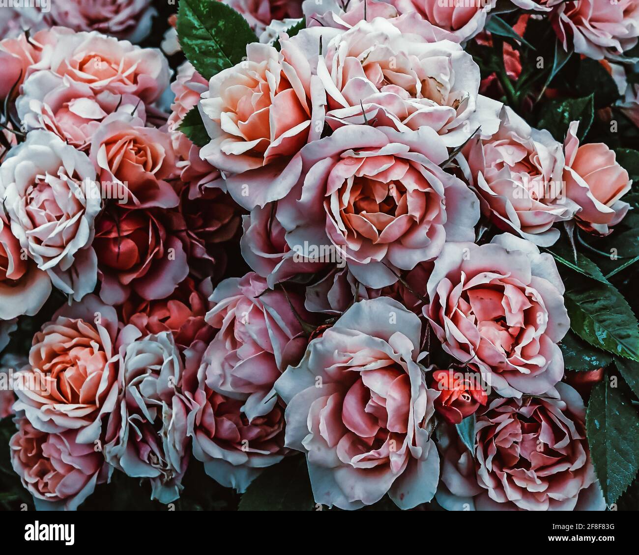 Light pink rose bunch hi-res stock photography and images - Alamy