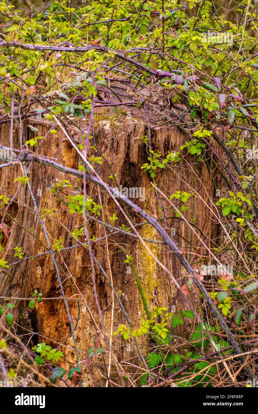 Oak tree stump hi-res stock photography and images - Alamy