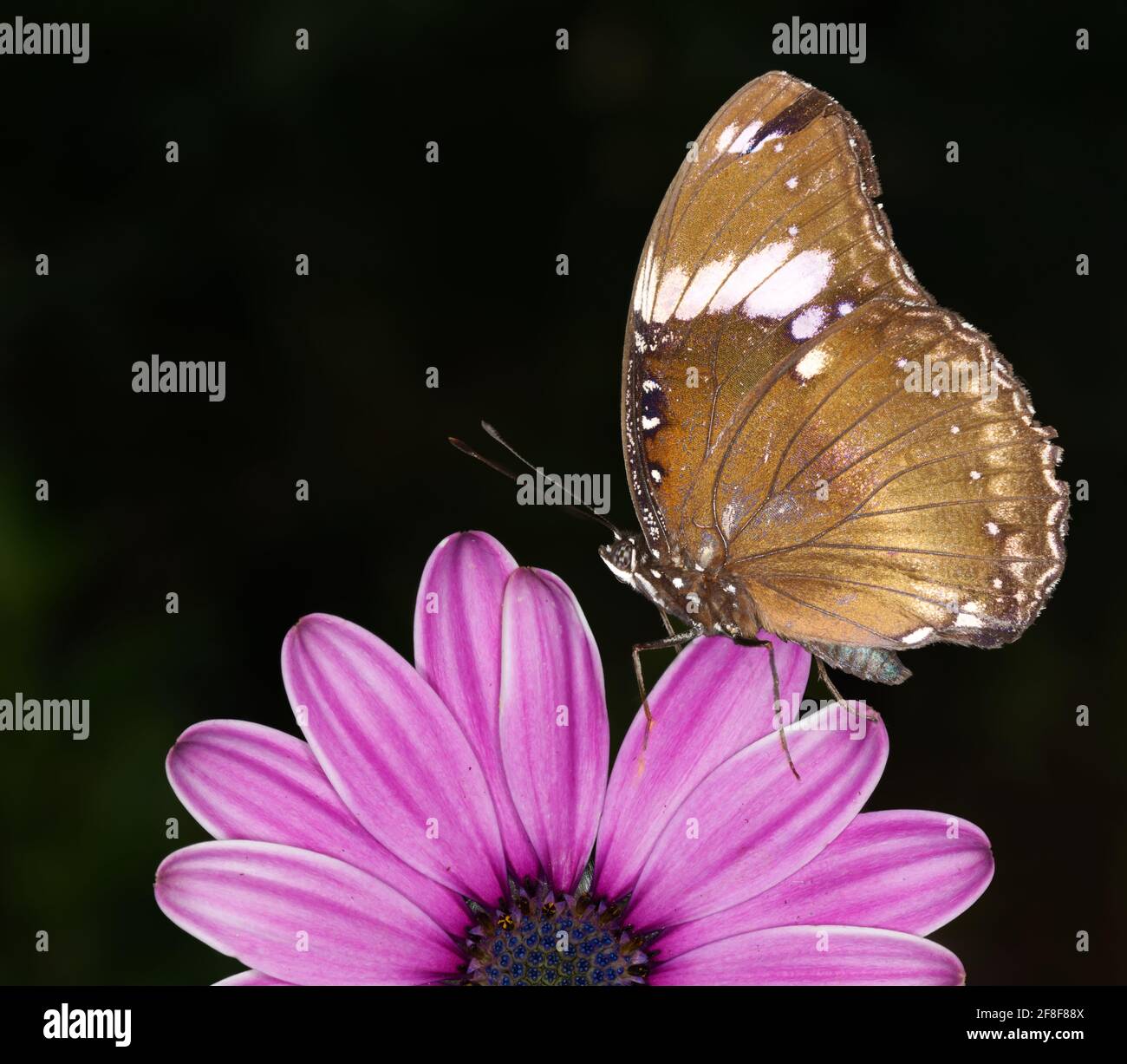 Monarch butterly nature hi-res stock photography and images - Alamy