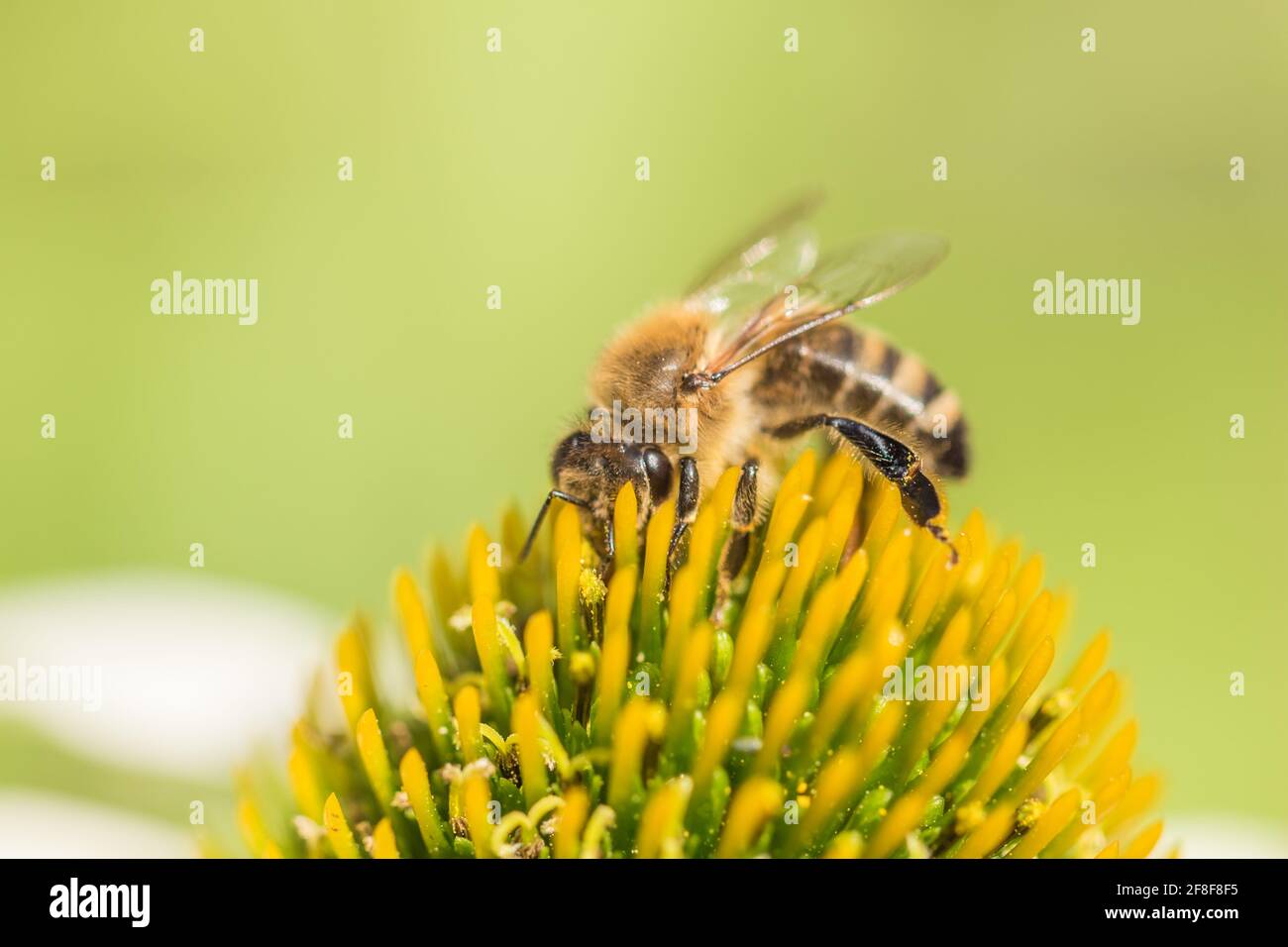 Bees busy gathering nectar on hi-res stock photography and images - Alamy