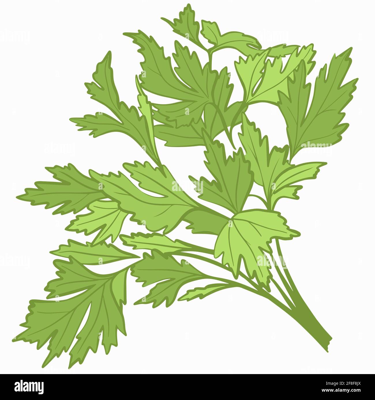 A bunch of parsley. Fresh greens, plants. Seasoning for the preparation ...