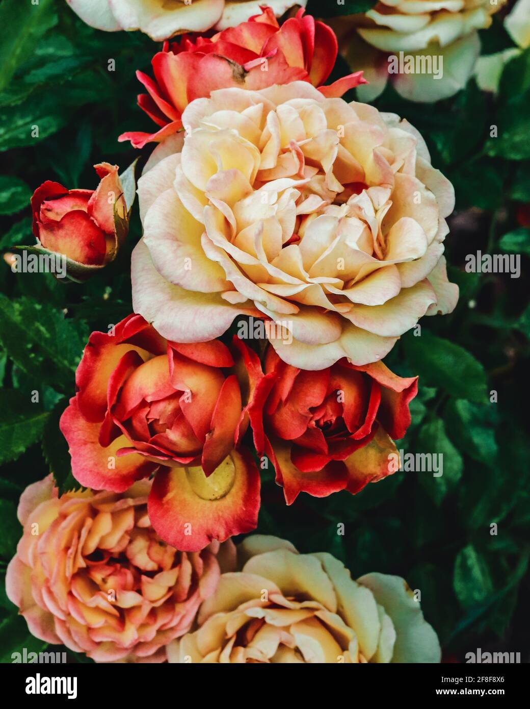 Different colored roses growing together in a bunch in the spring light ...