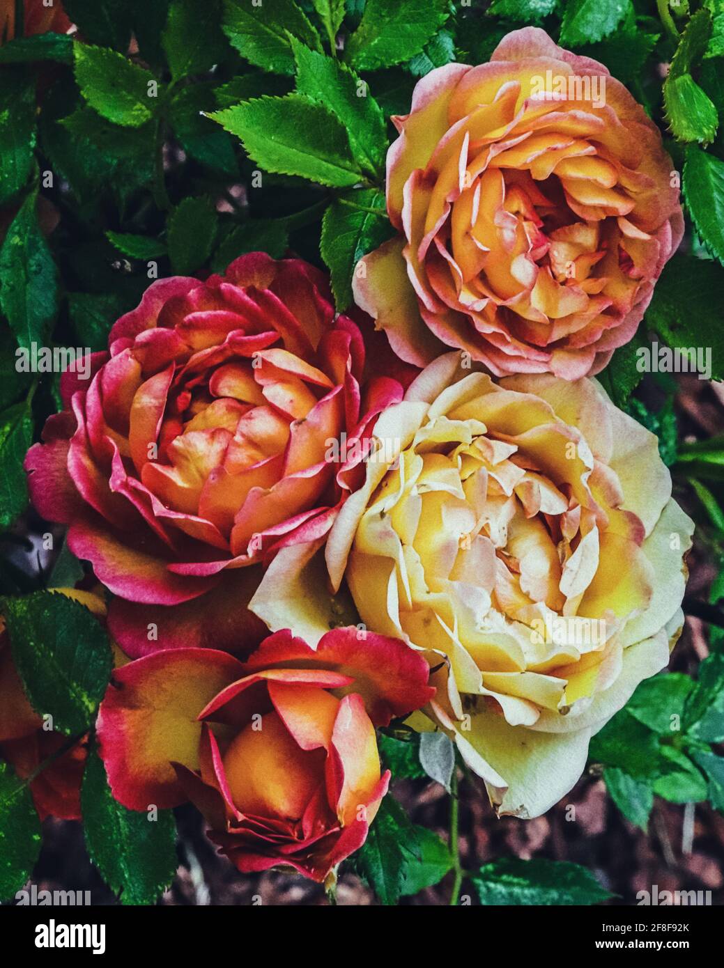 Different colored roses growing together in a bunch in the spring light ...