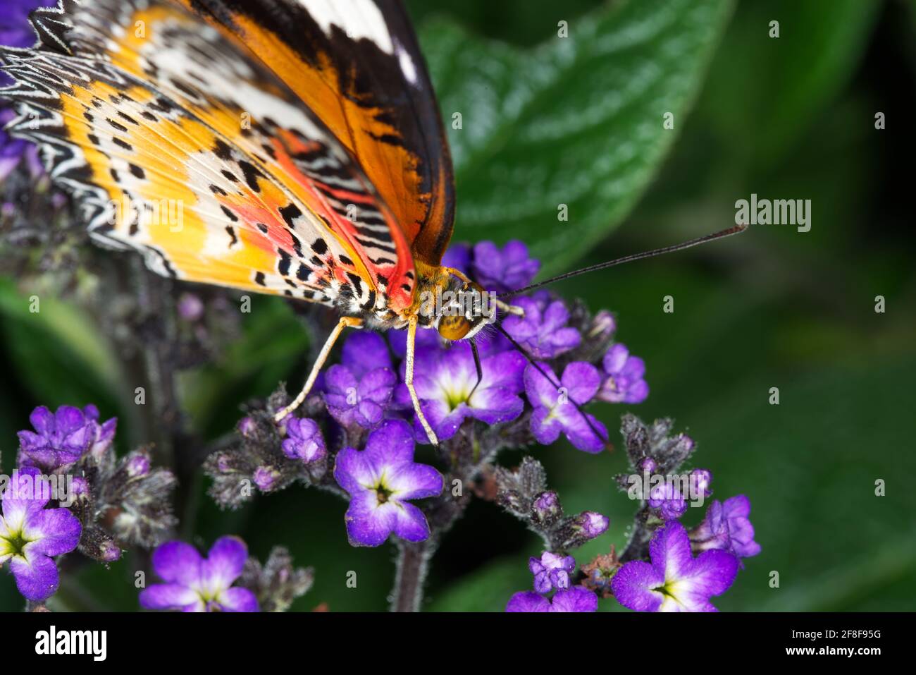 Monarch butterly nature hi-res stock photography and images - Alamy
