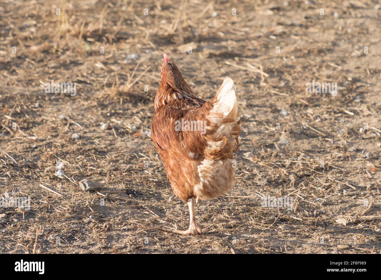 Brown chicken back outdoors at bio poultry farm grass meadow. Rural ...