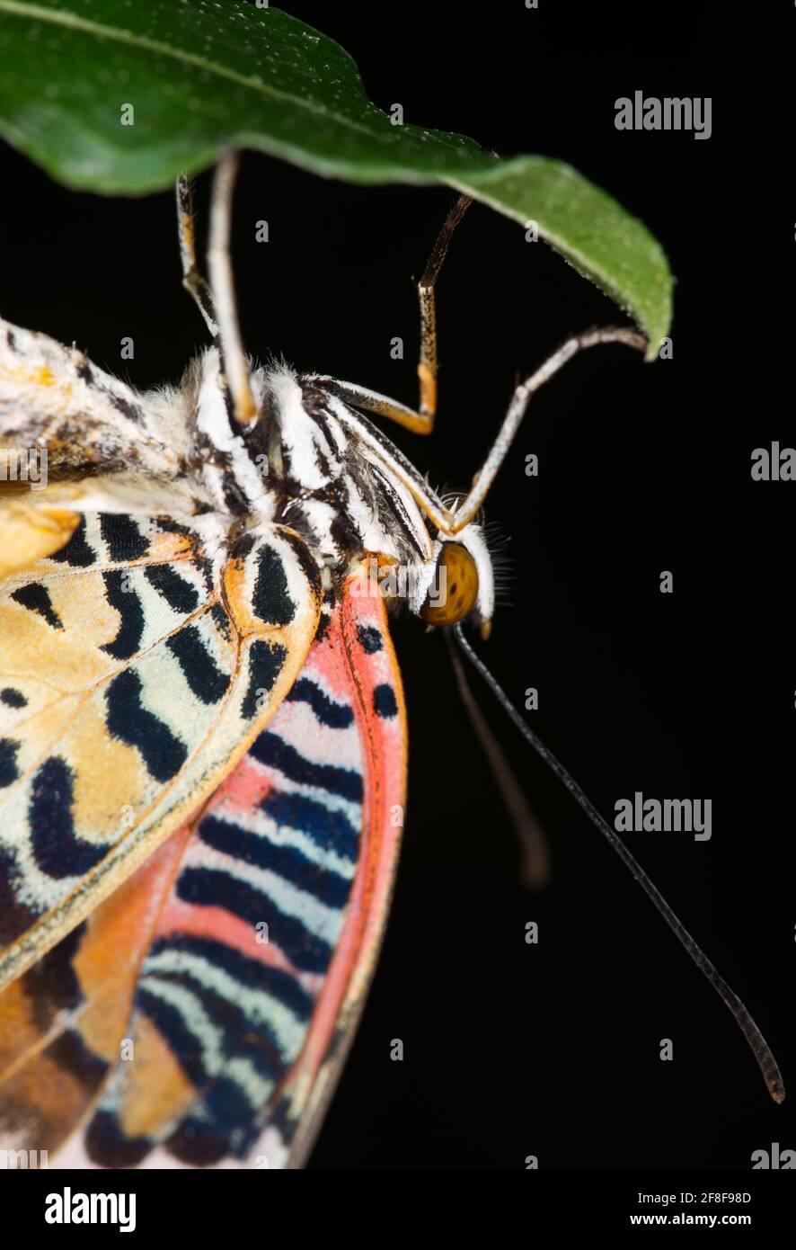 Monarch butterly hi-res stock photography and images - Alamy