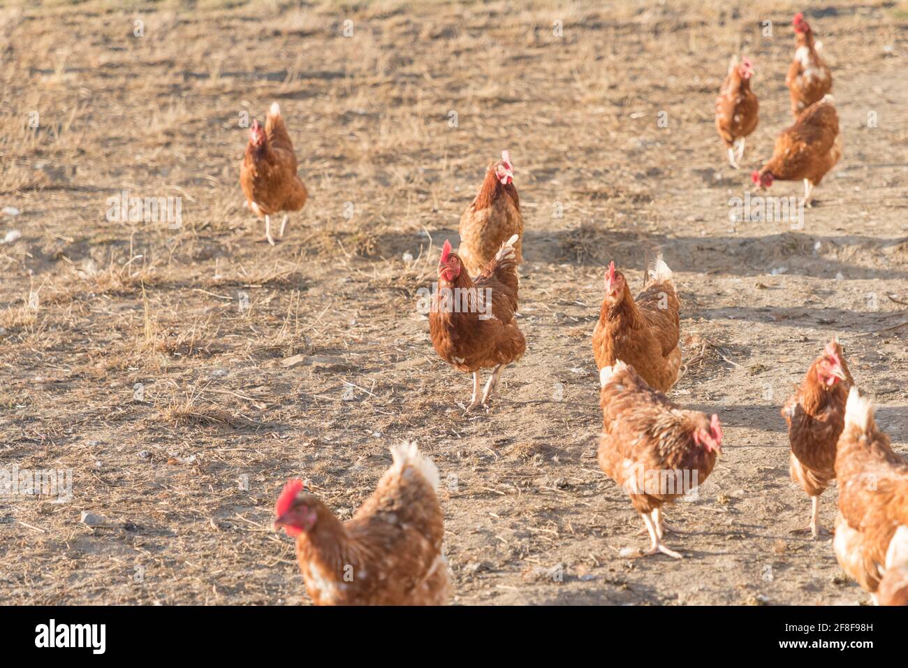 Brown chickens live outdoors at bio poultry farm grass meadow. Rural ...