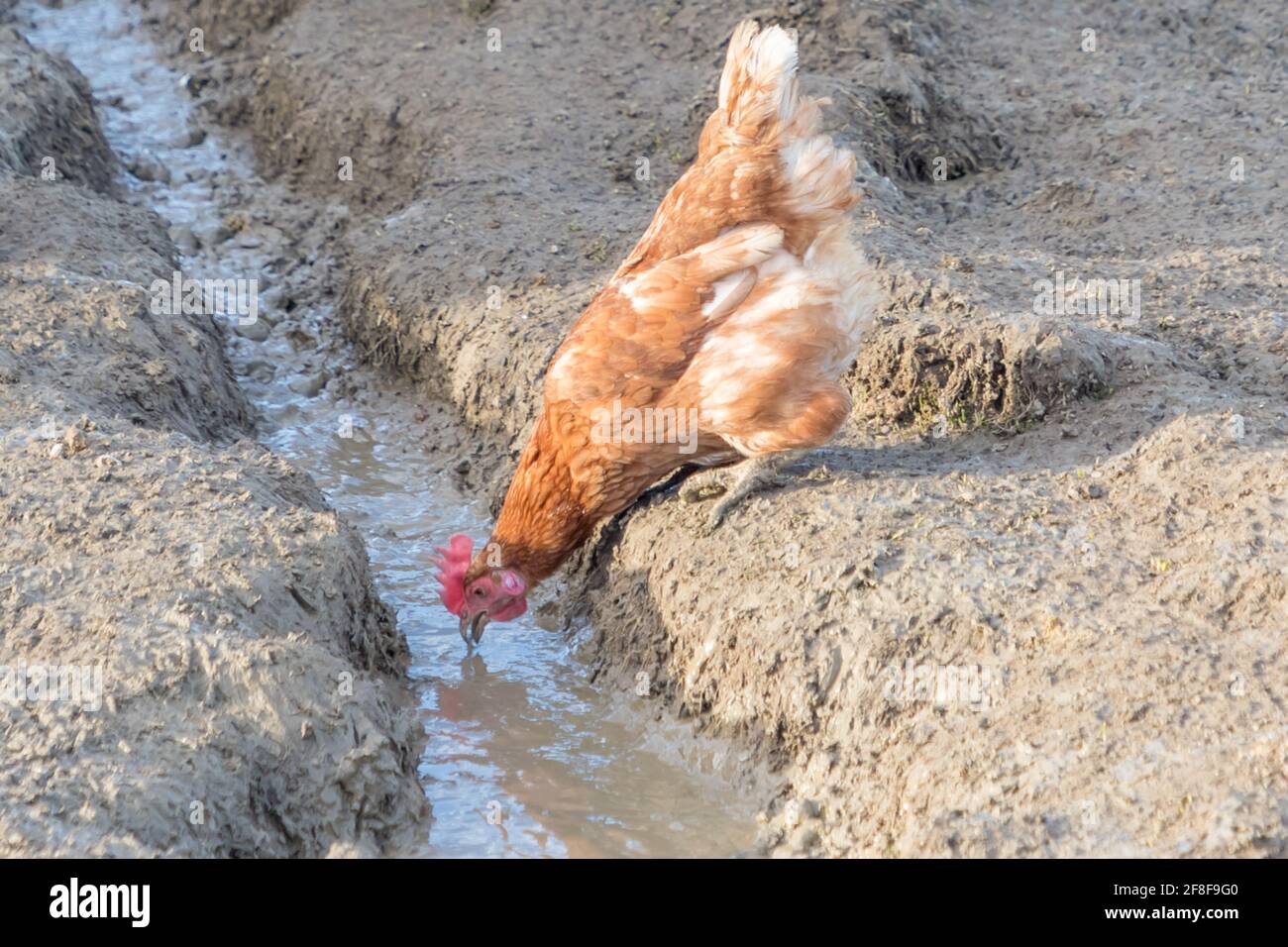 Brown chicken live outdoors at bio poultry farm dirt mud. Rural ...