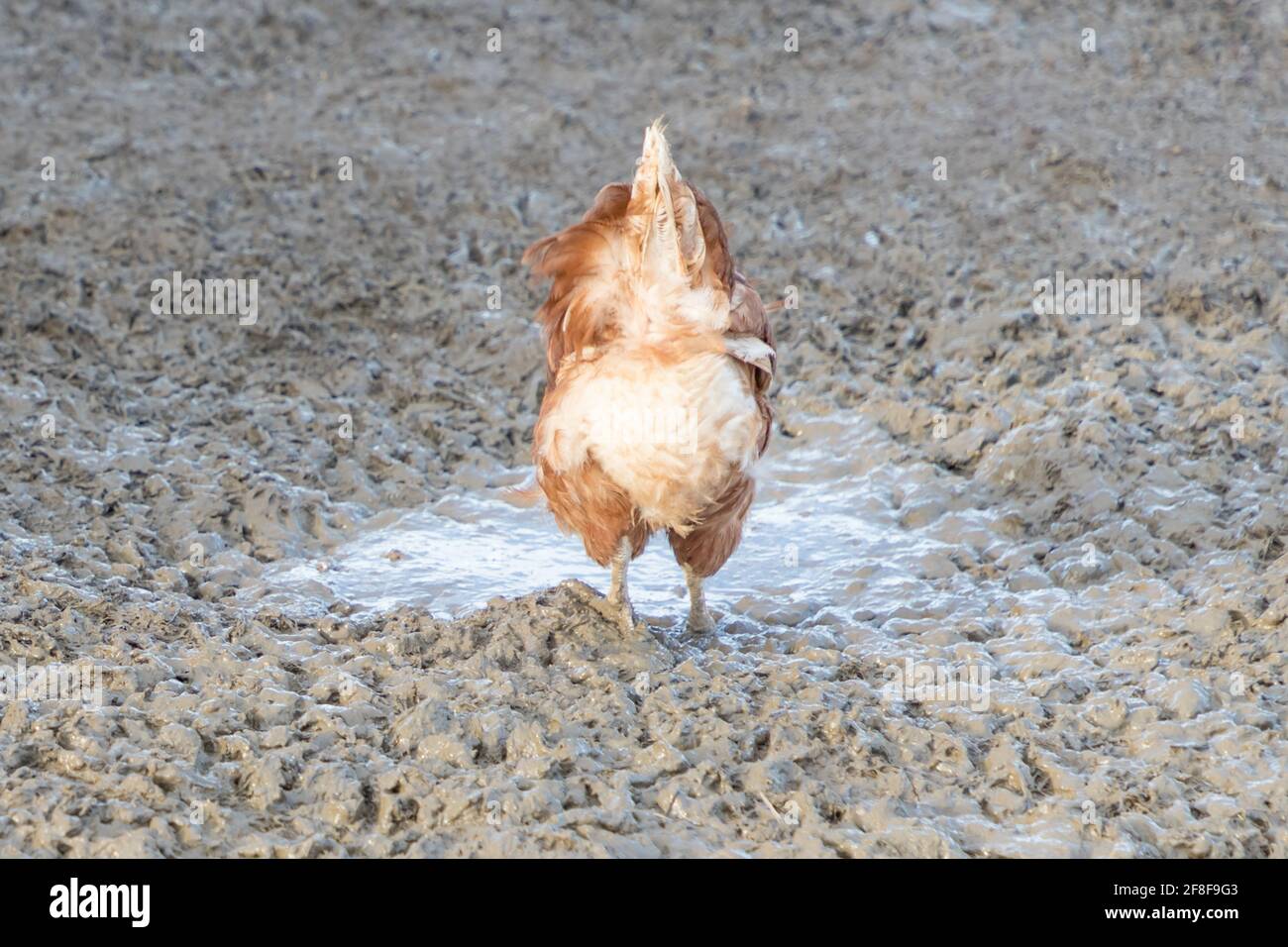 Brown chicken back outdoors at bio poultry farm grass meadow. Rural ...