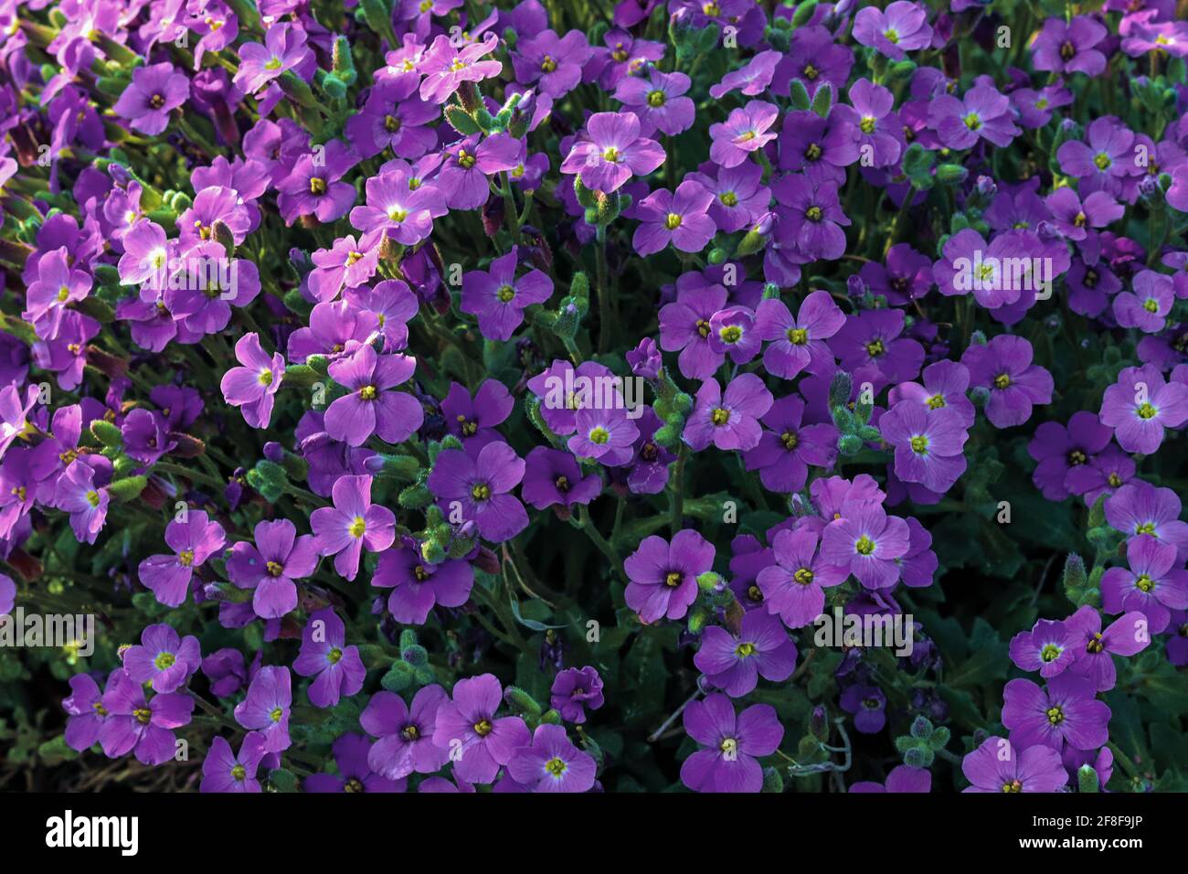 Purple rockery flowers hi-res stock photography and images - Alamy