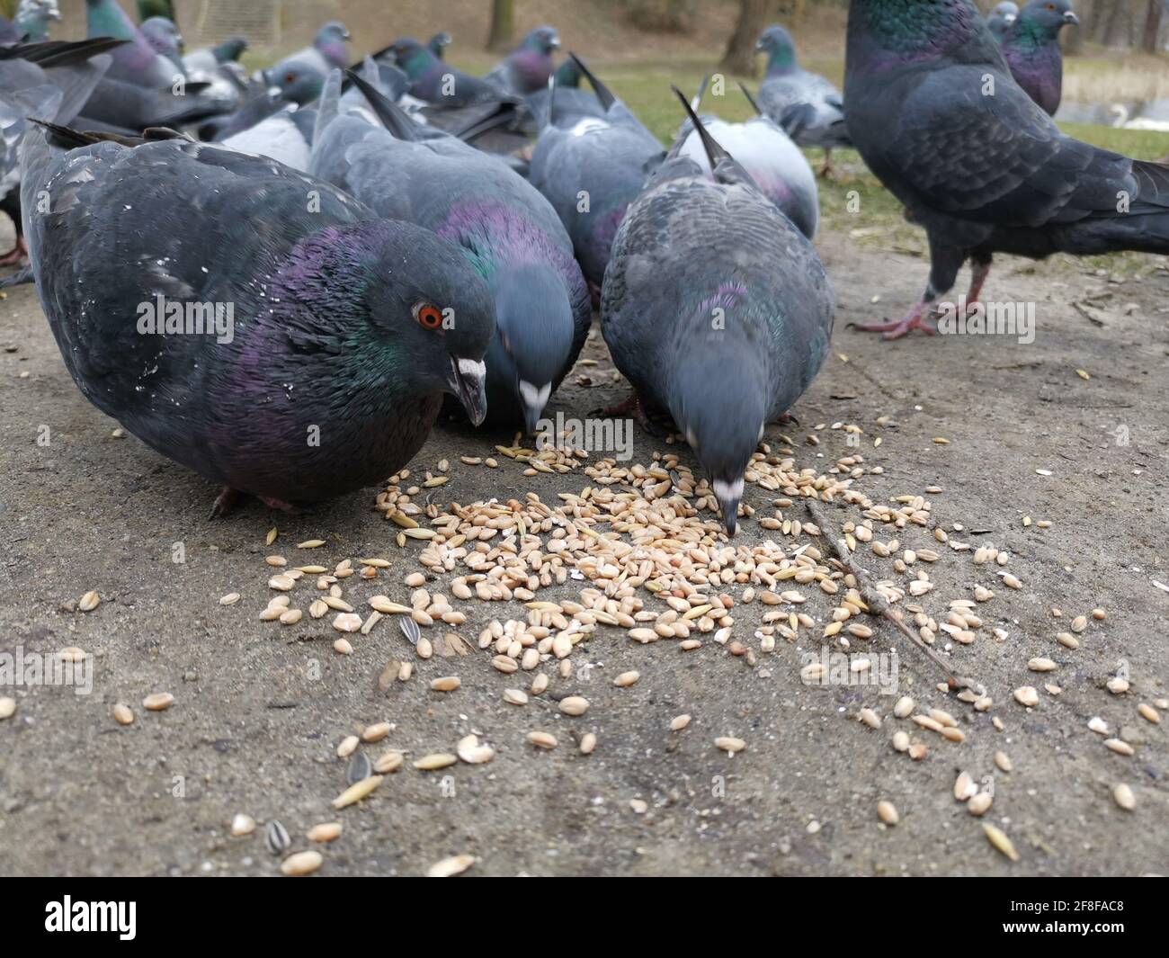 Selective focus shot of doves eating seeds from the ground Stock Photo ...