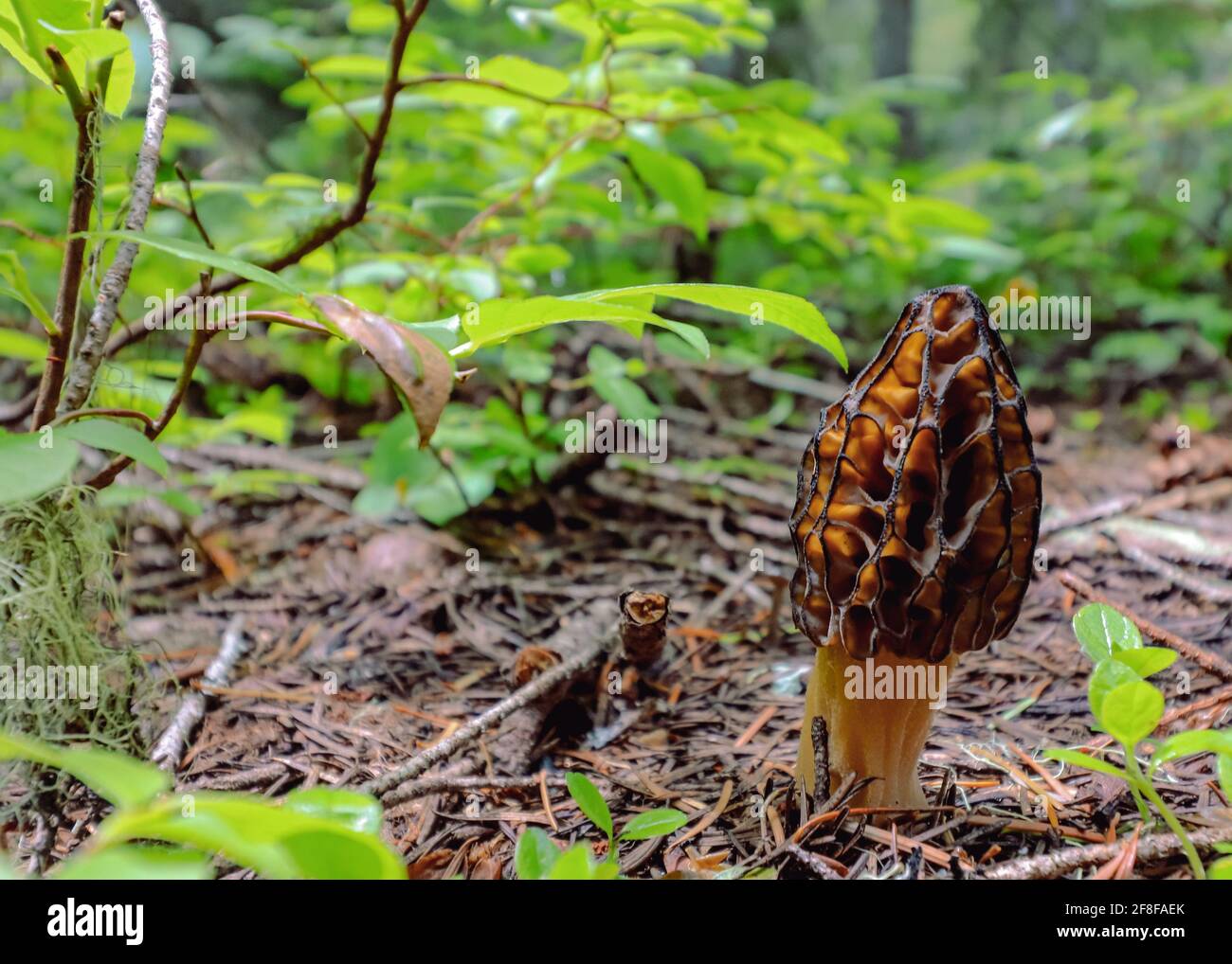 Wild Morel Mushroom growing on the forest floor Stock Photo - Alamy