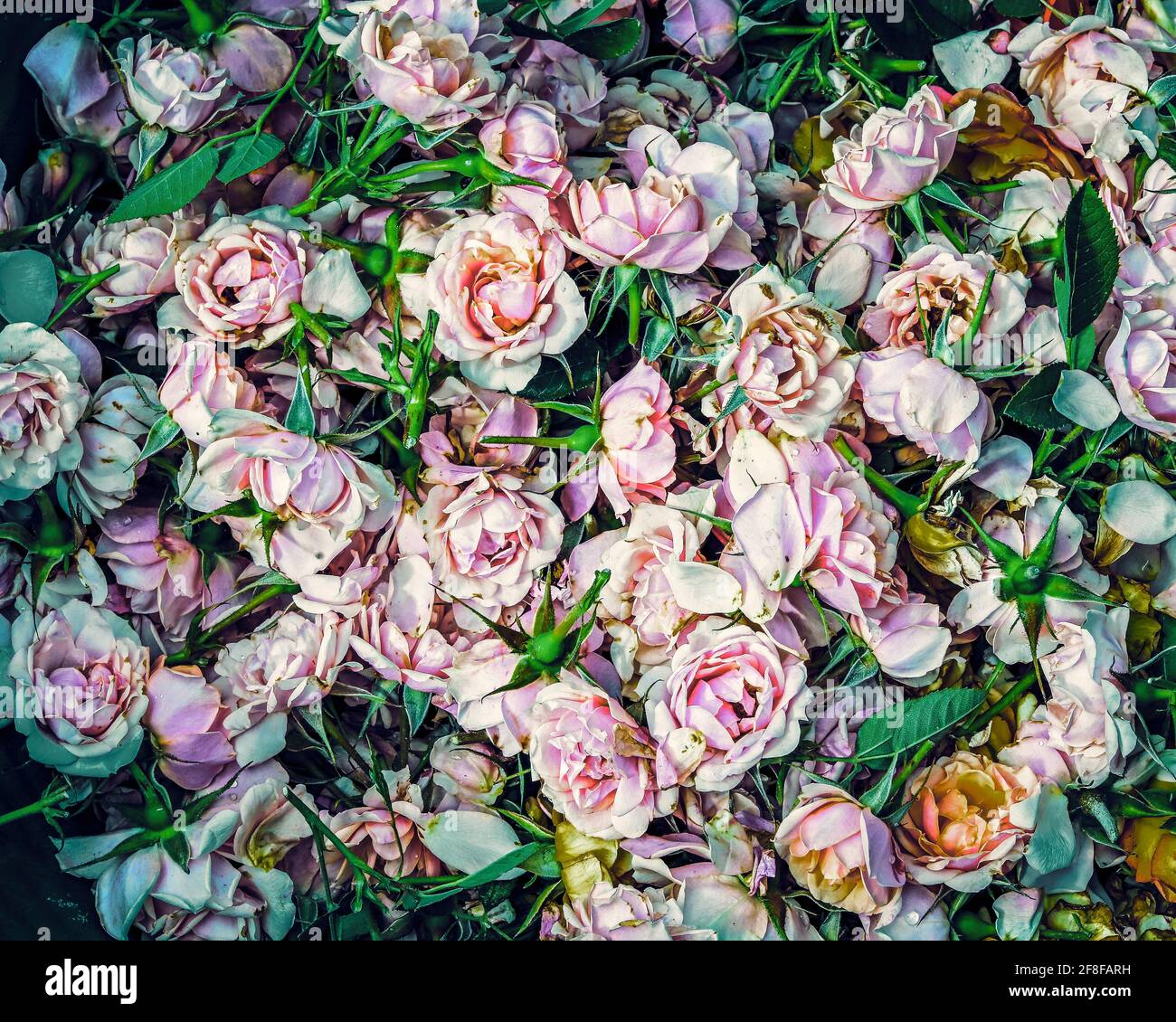 Rose heads hi-res stock photography and images - Alamy