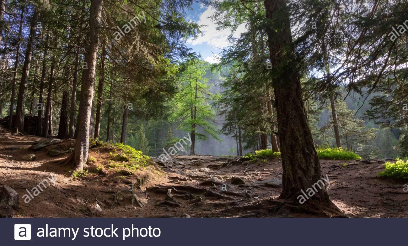 Sul Tree Trees Wood High Resolution Stock Photography and Images - Alamy