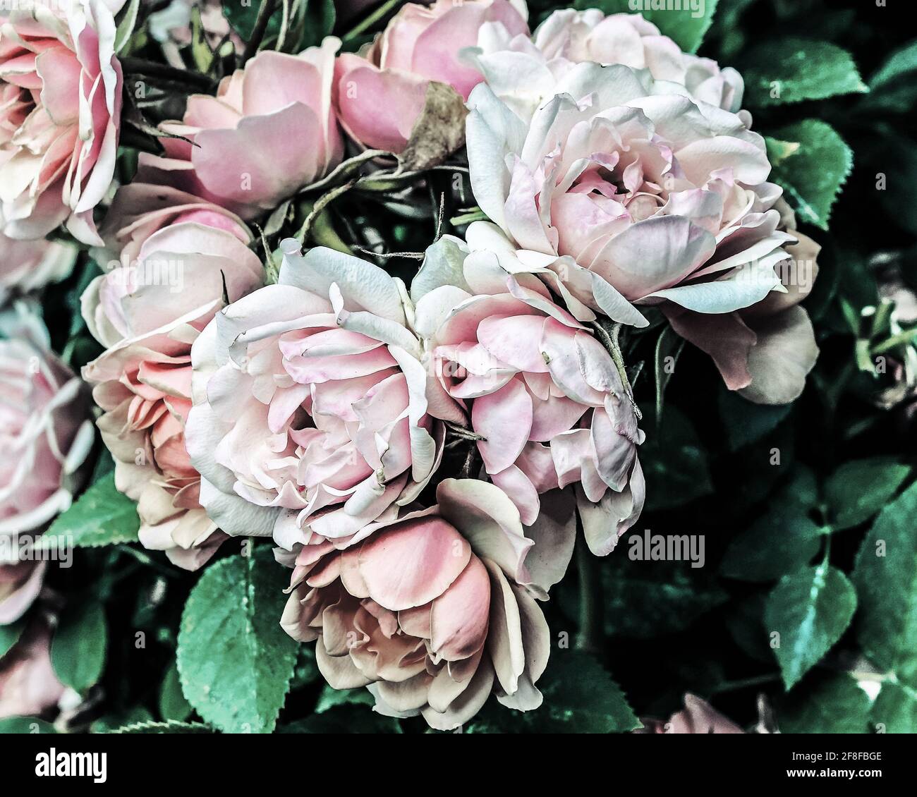 Romance of roses hi-res stock photography and images - Alamy