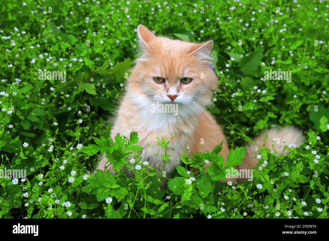 Angry red haired lost cat looks out of the green grass. Sad missing cat ...