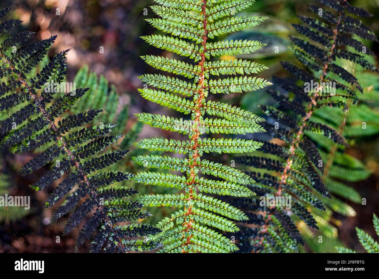 Three leaf green plant in hi-res stock photography and images - Alamy