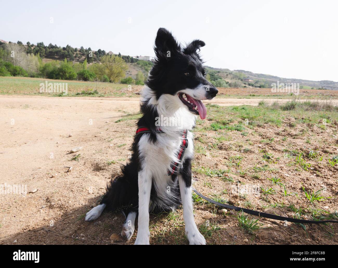 How Intelligent Is A Smooth Collie