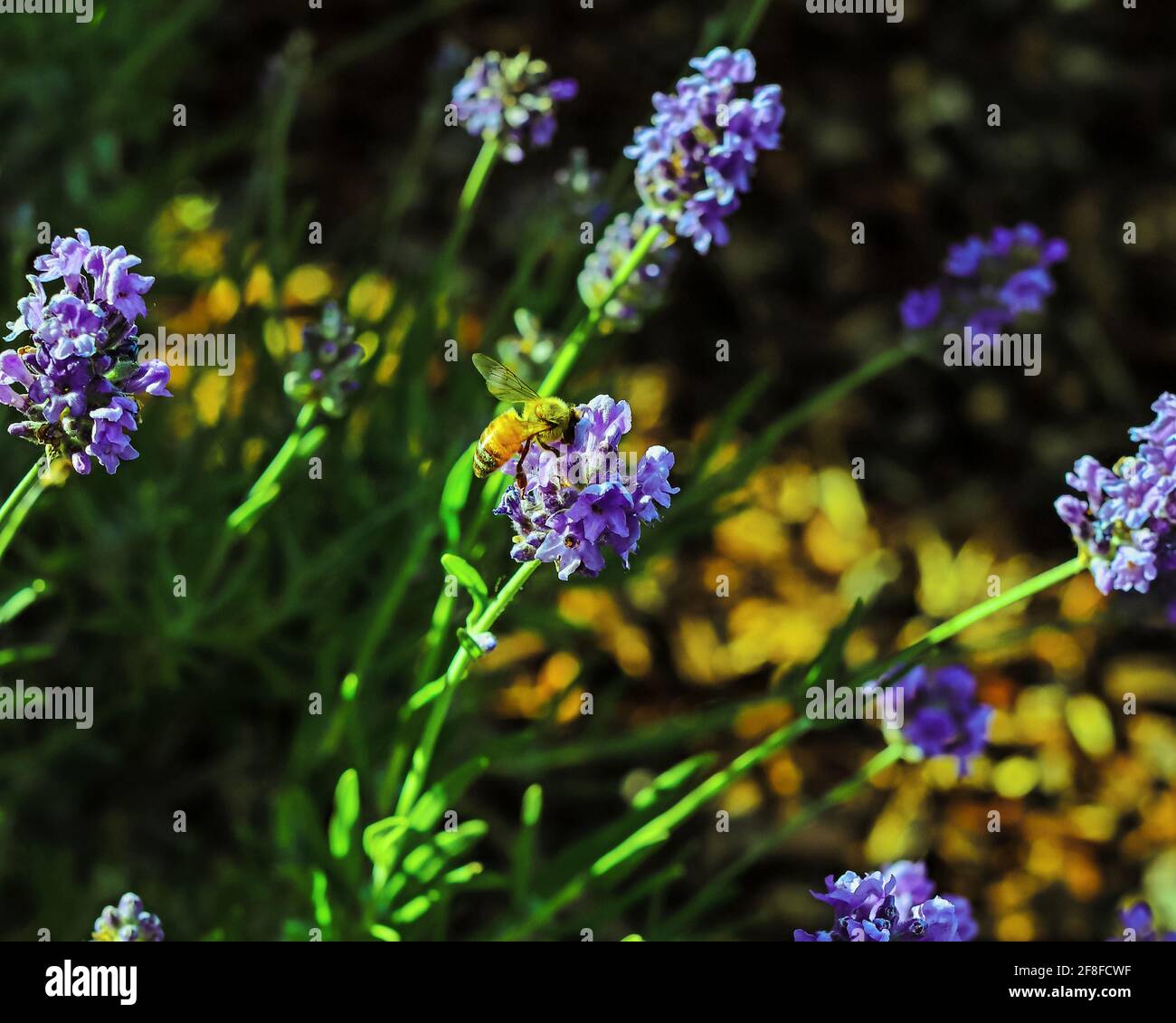 Lavender bloom spring hi-res stock photography and images - Alamy