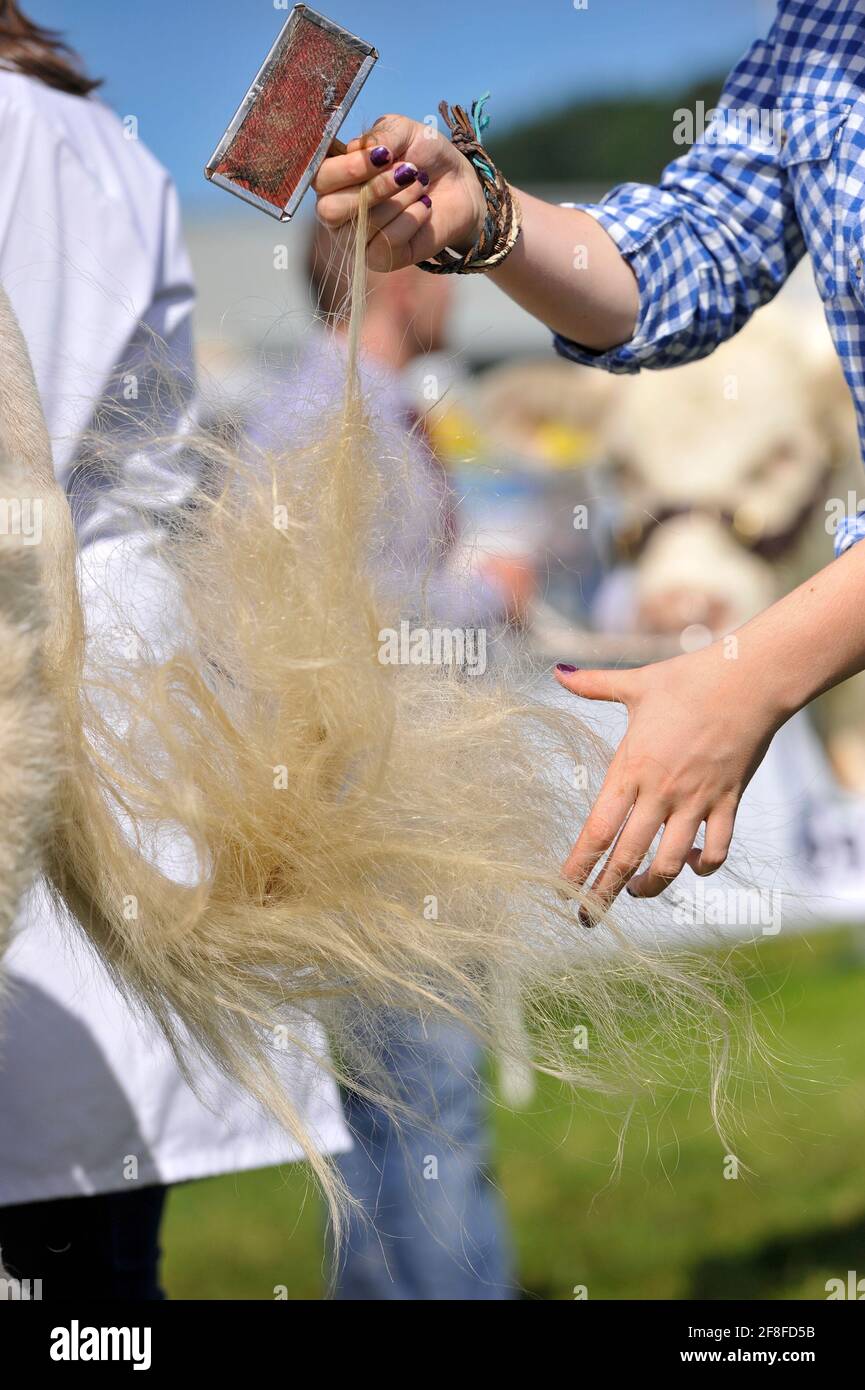 Fluffing tail hi-res stock photography and images - Alamy