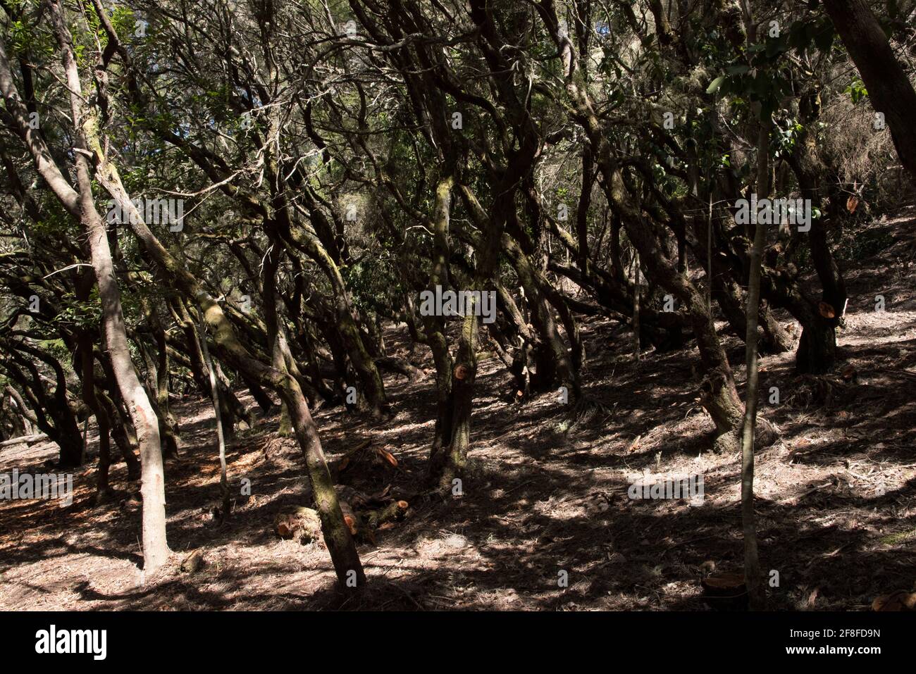 Humid subtropical climate hi-res stock photography and images - Alamy