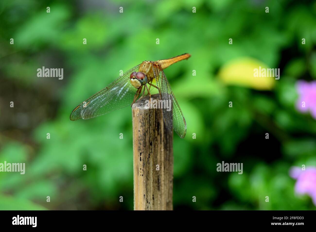 Beautiful and playful dragonfly sitting on a stick in the garden with a ...