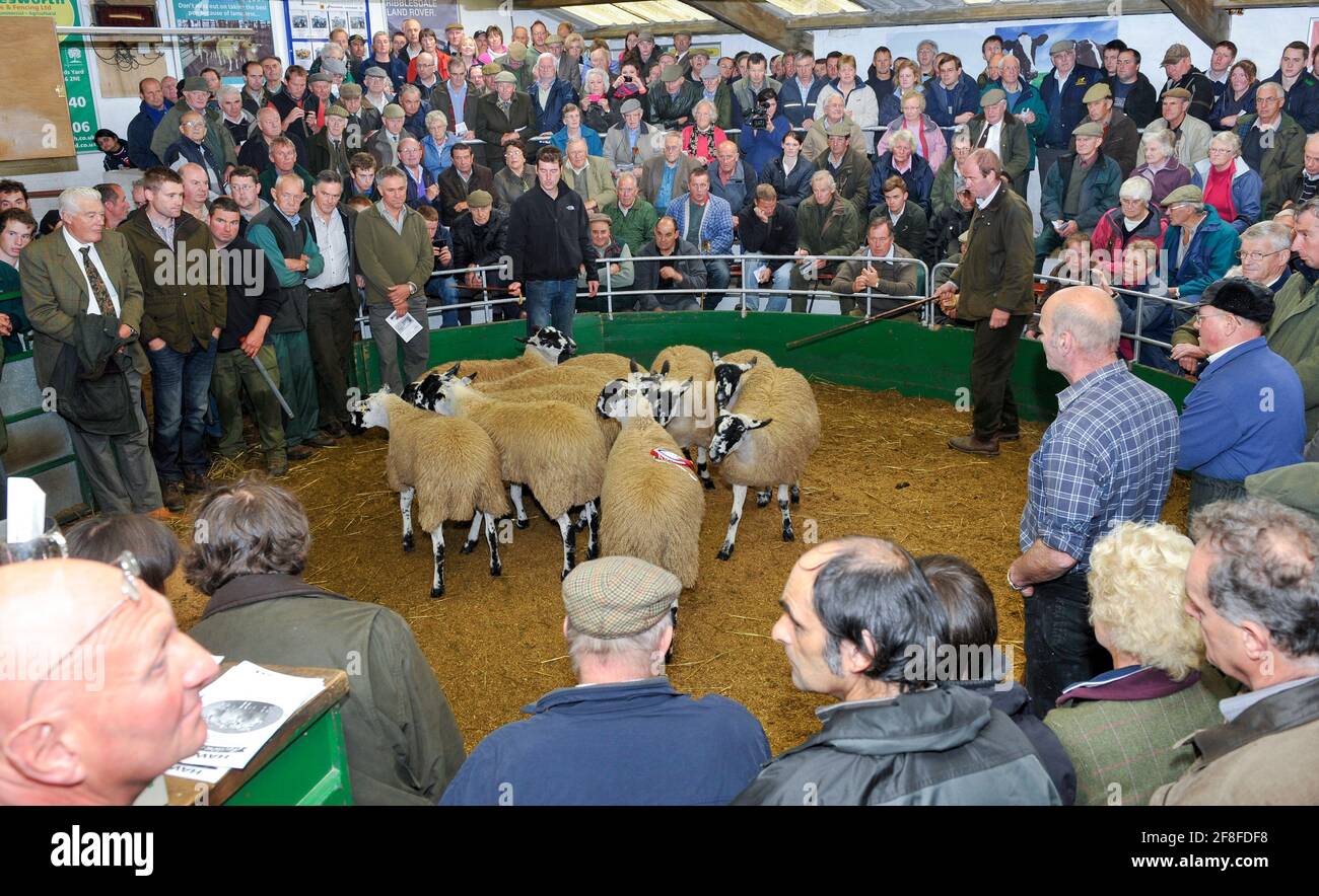 North of England mule gimmer lamb sales at Hawes auction mart in North ...