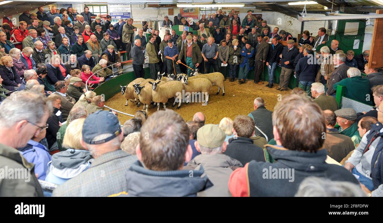 North of England mule gimmer lamb sales at Hawes auction mart in North ...