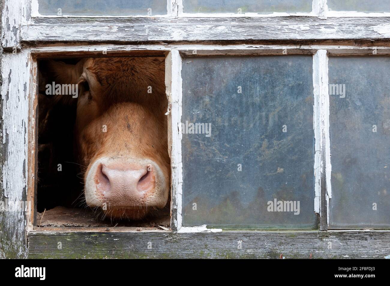 Cow putting nose out of a window in a traditional cow byre on a hill ...