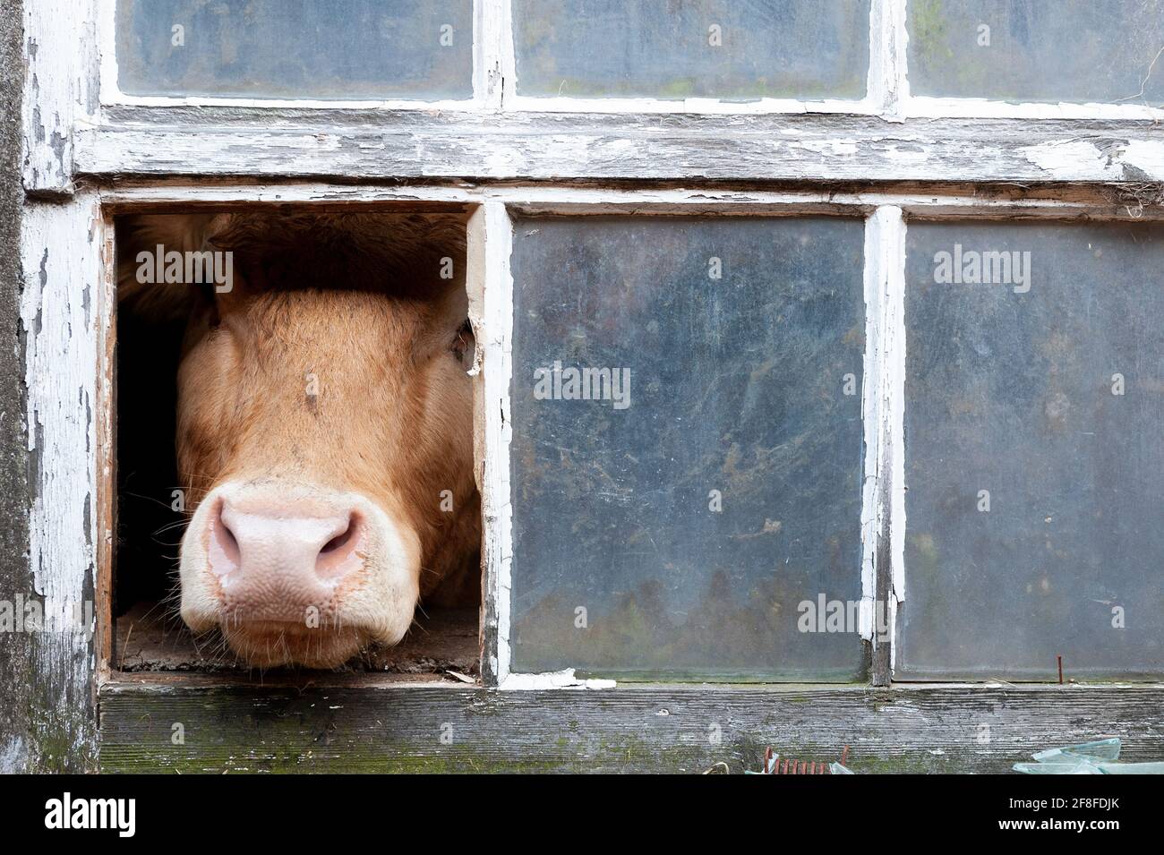 Cow byre hi-res stock photography and images - Alamy