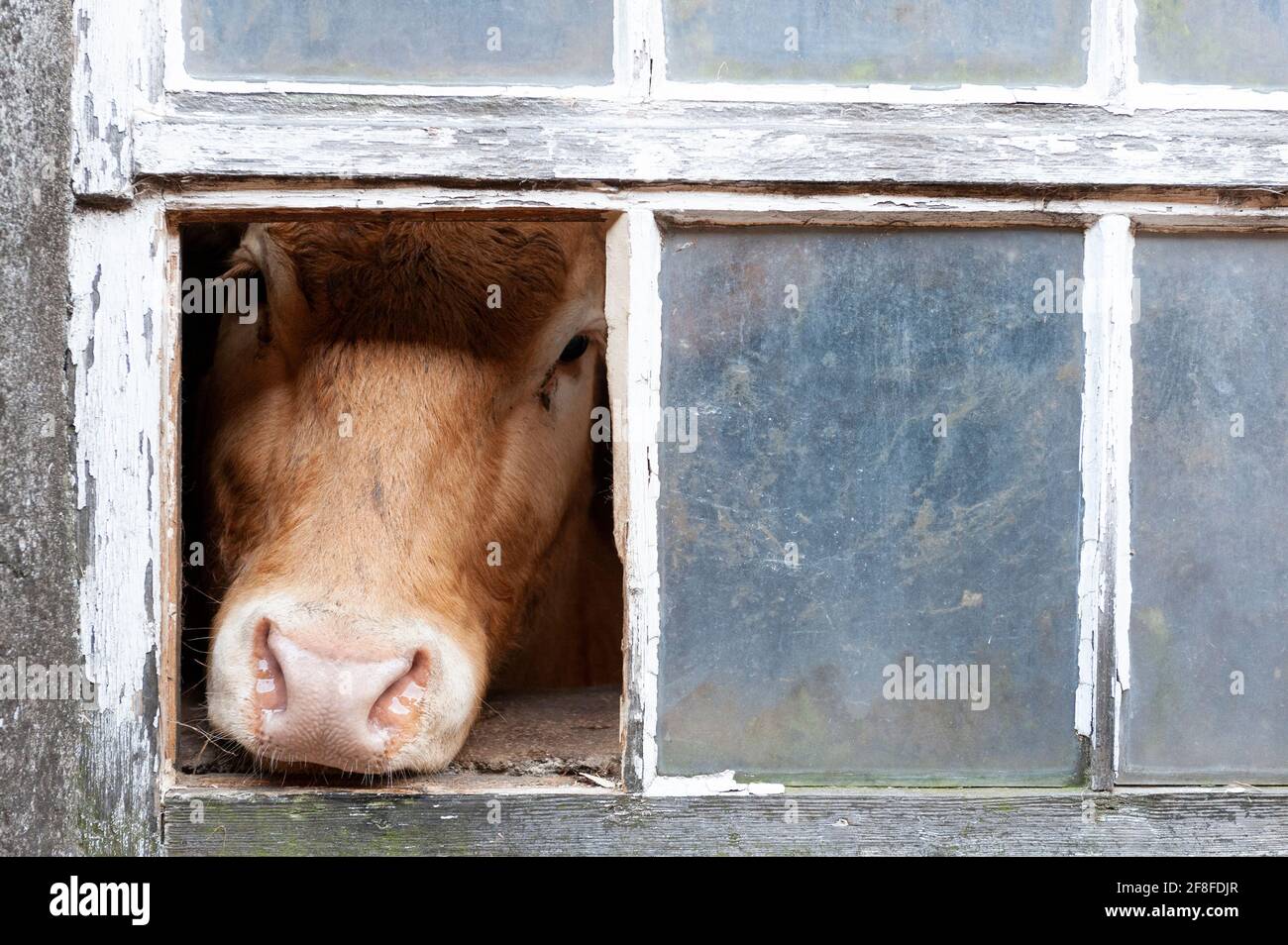 Cow putting nose out of a window in a traditional cow byre on a hill ...