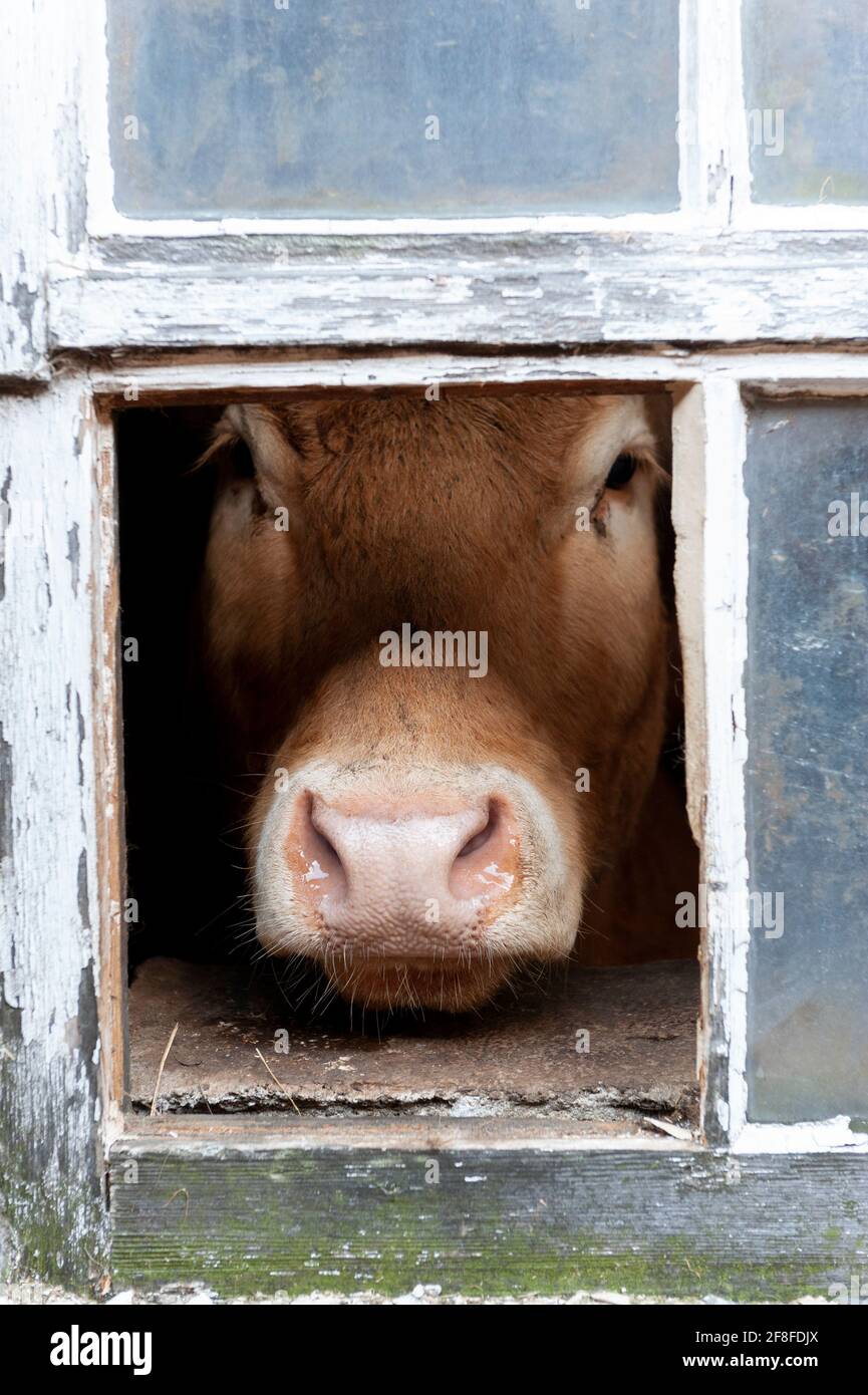 Cow byre hi-res stock photography and images - Alamy