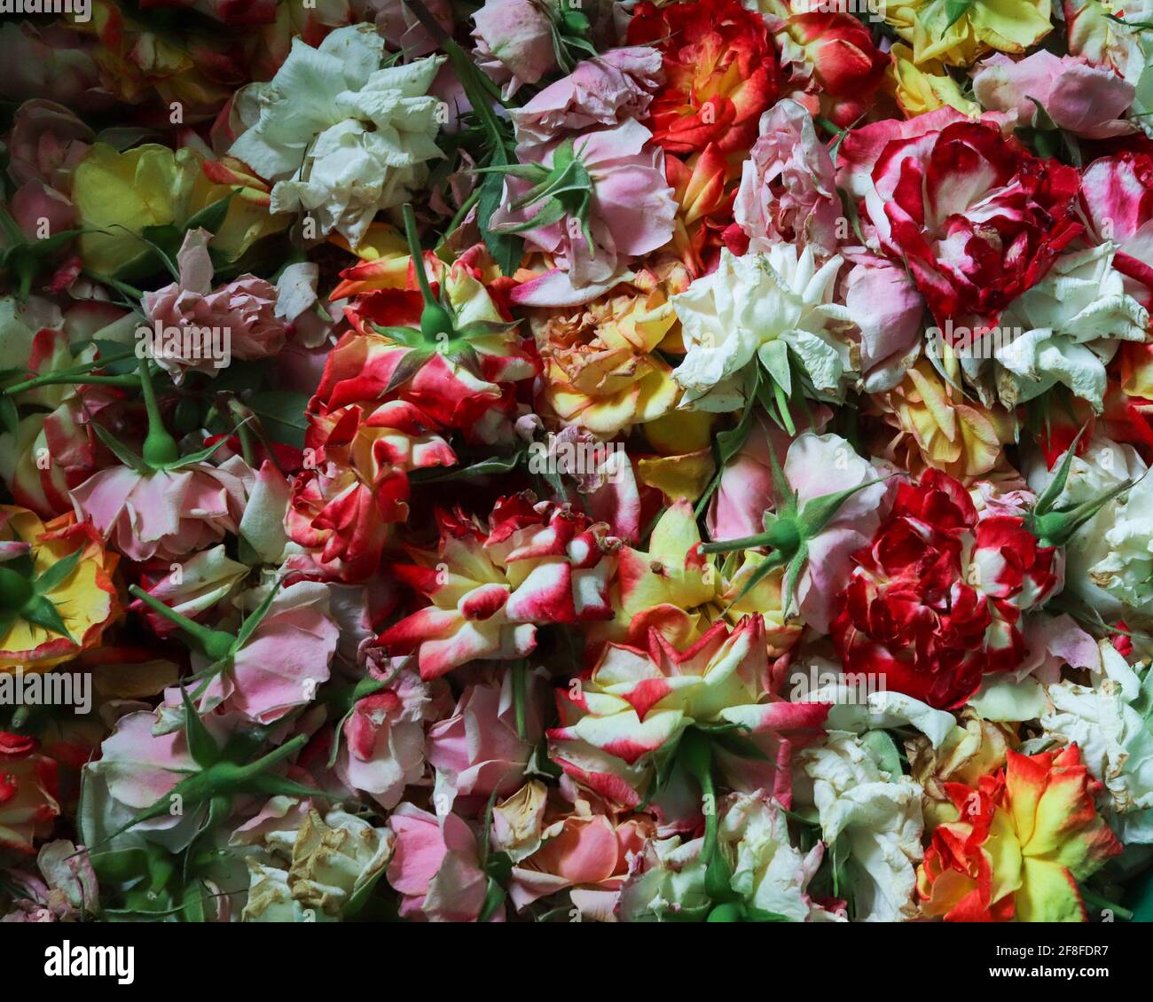 Various colored roses hi-res stock photography and images - Alamy