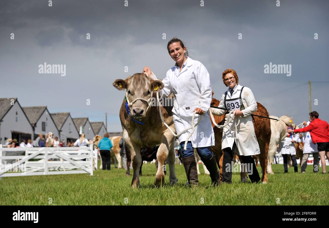 Girl leading cow hi-res stock photography and images - Alamy
