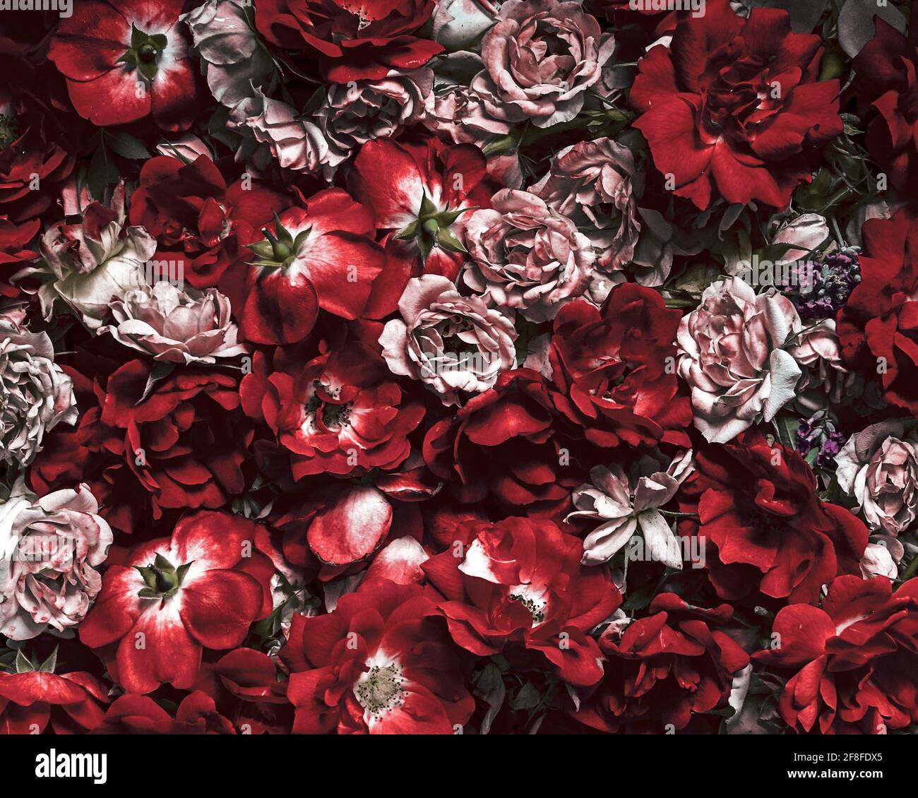 Red and pink roses, freshly cut from the garden arrainged together ...