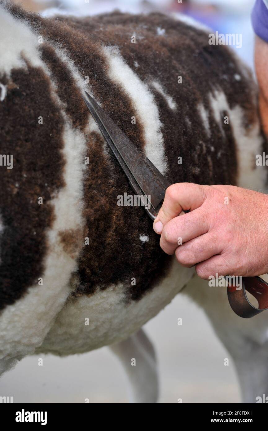 Farmer sheep shears hi-res stock photography and images - Alamy