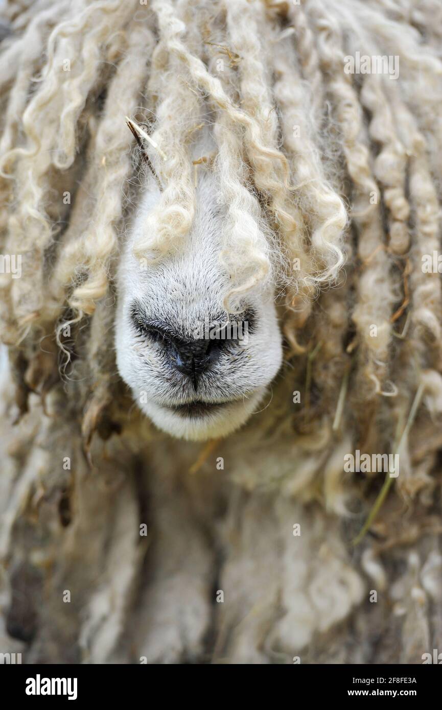 Woolly face of a Lincoln Longwool sheep at the Great Yorkshire Show ...