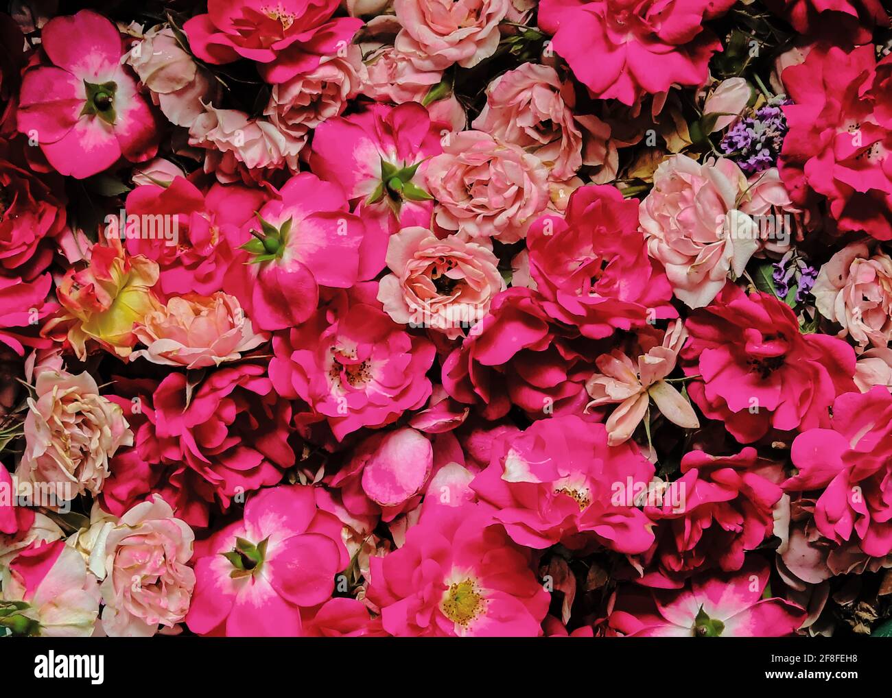 Red and pink roses, freshly cut from the garden arrainged together ...