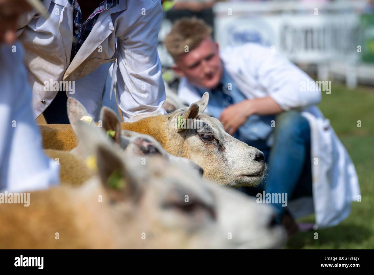 Royal welsh show sheep hi-res stock photography and images - Alamy