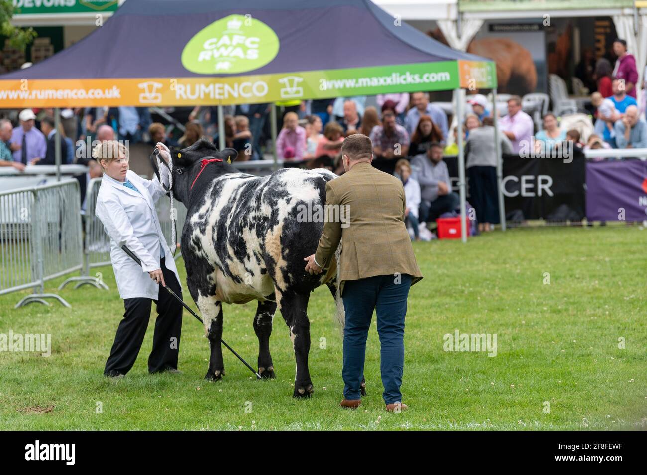 Judging British Blue cattle at the Royal Welsh Show 2019 Stock Photo ...