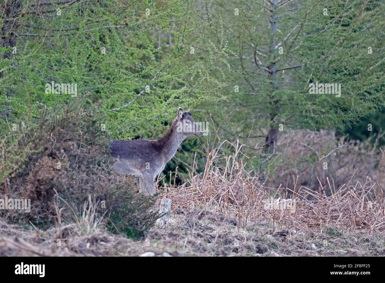Male Fallow Deer in Spring with new antler bumps Forest of Dean UK ...