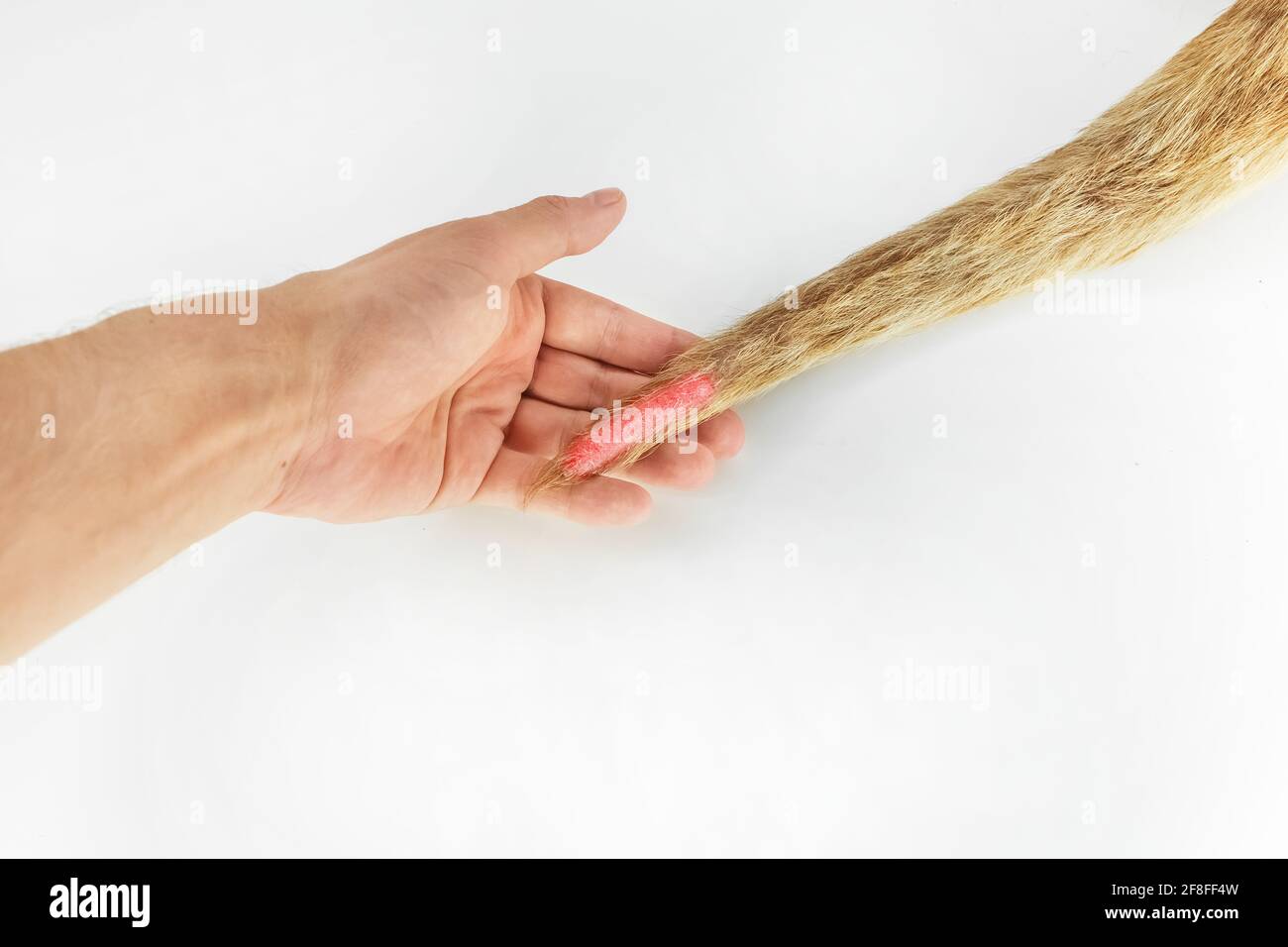 Doctor's hand holding a sick dog tail on a white background, isolated ...