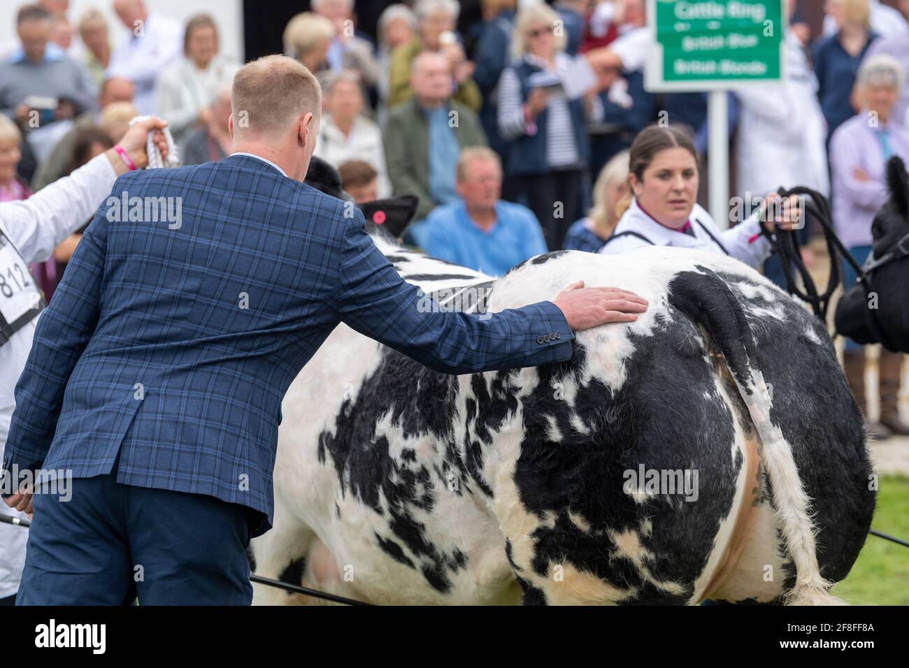 Belgian blue cattle hi-res stock photography and images - Alamy
