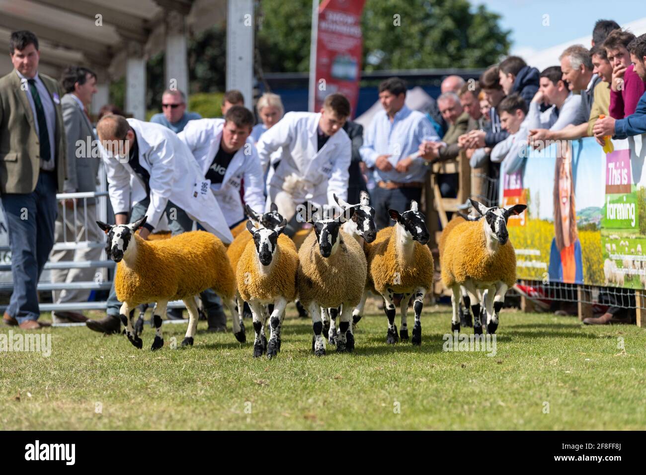 Scottish mules being judged at the Royal Highland show in 2019 ...