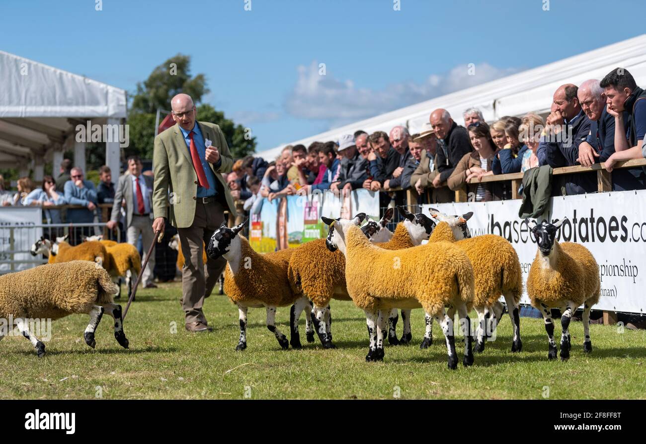 Scottish mules being judged at the Royal Highland show in 2019 ...
