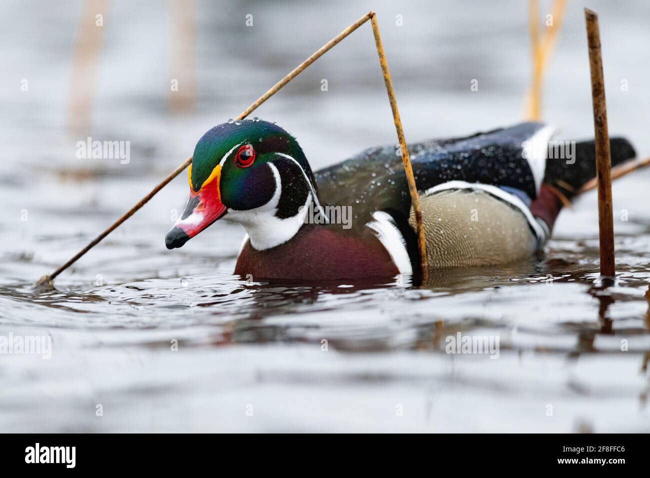 A drake Woodduck on a spring day in Minnesota Stock Photo - Alamy
