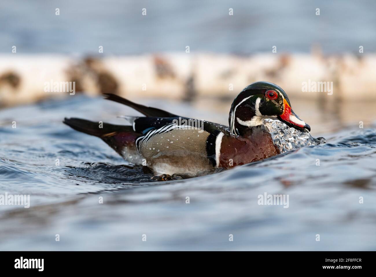 A drake Woodduck on a spring day in Minnesota Stock Photo - Alamy