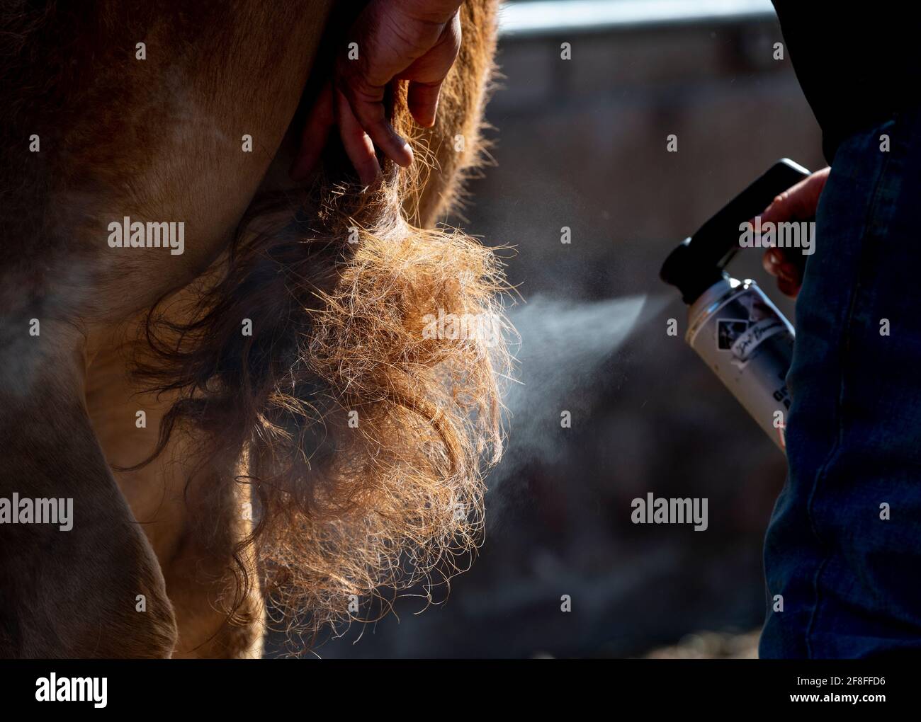Preparing cattle for show hi-res stock photography and images - Alamy